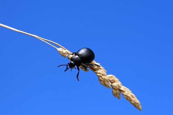 Buzzing and Chirping Vs Sprays and Silence - Save The Planet