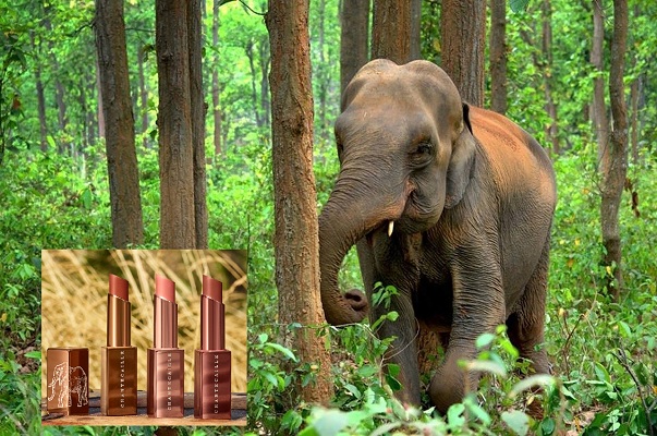 A Lipstick Collection that Saves Elephants! - Body Care
