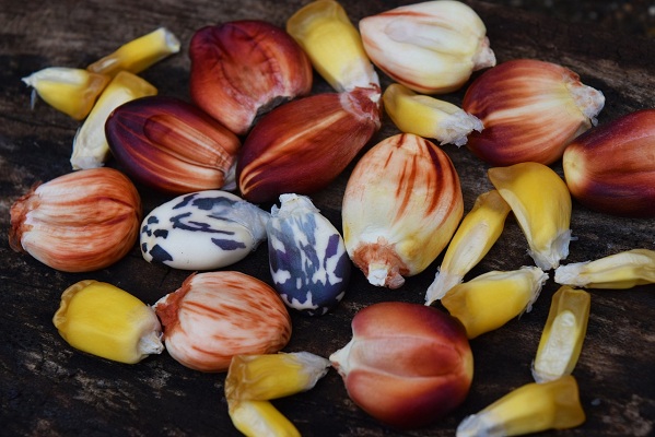 Organic Crop & Seed Breeding for Adapting to Climate Change