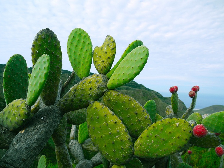 Why Cactus is Good for Your Skin - Body Care