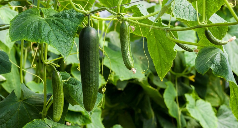 OFRF Funded Research Advances Cucumber Resistant to Bacterial Wilt and ...