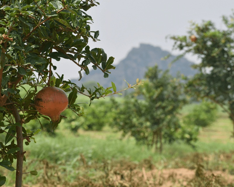 One Tree Planted Announces 5 Lakh Fruit Trees Reforestation Project in ...