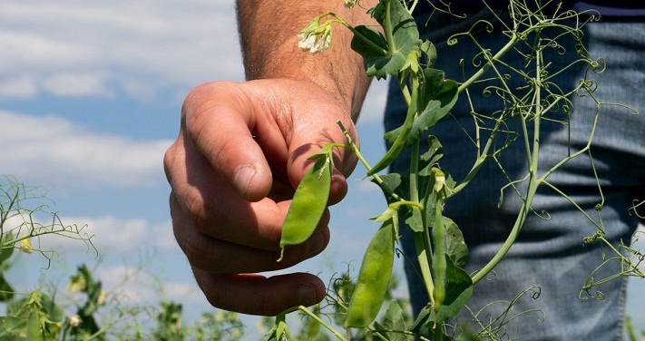 Puris: What’s in a Pea? - Editors Pick