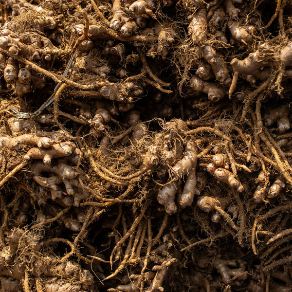 Ing Makhir: Meghalaya's Rhizome Treasure - Editors Pick